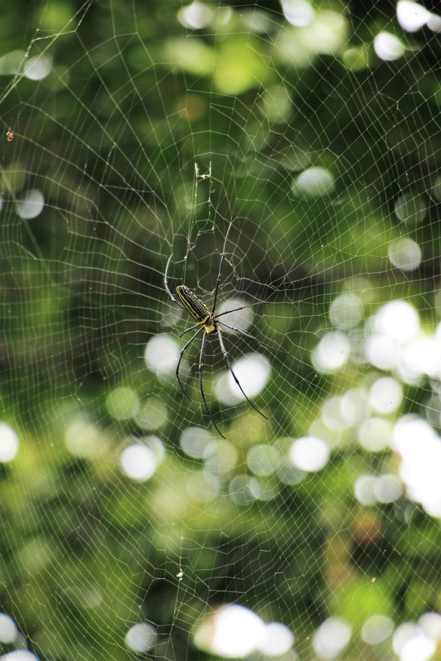 Wicked Snared, Just Saved | bibleteacher.org